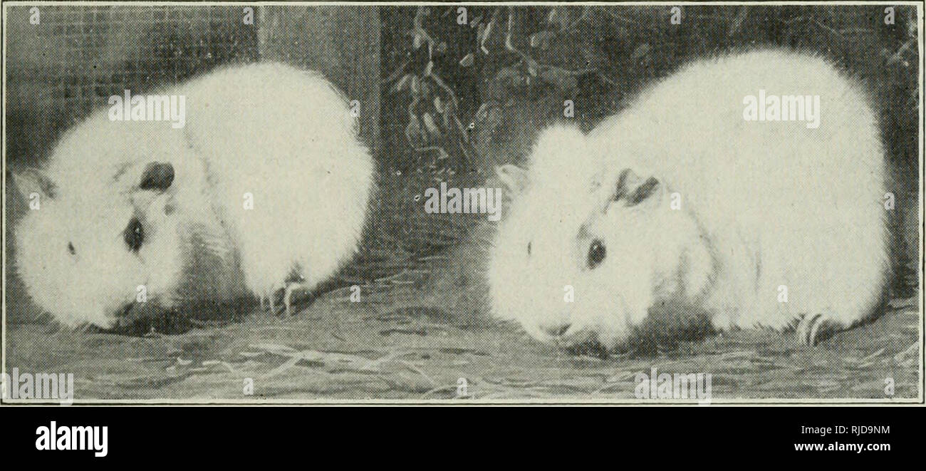 Abyssinian guinea pigs hi-res stock photography and images - Alamy