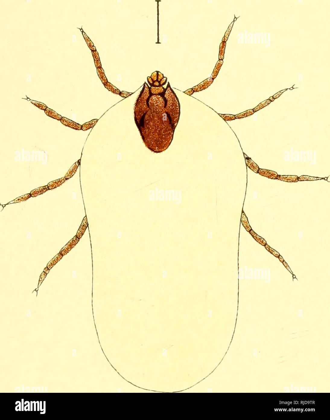 Boophilus Microplus