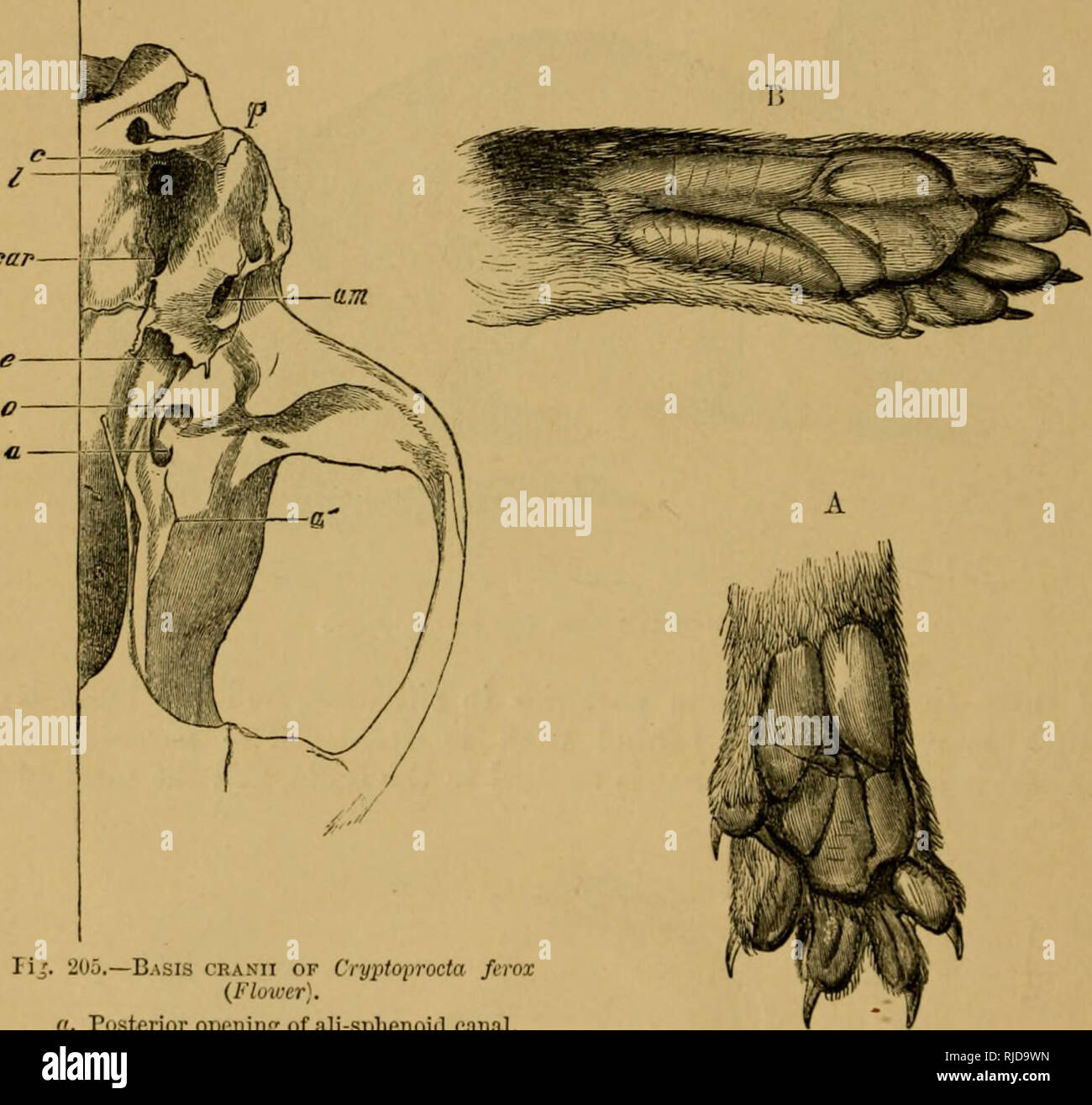 . The cat; an introduction to the study of backboned animals ...