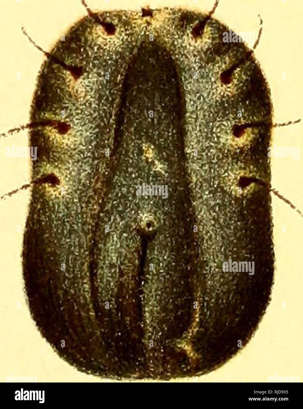 Boophilus Spp