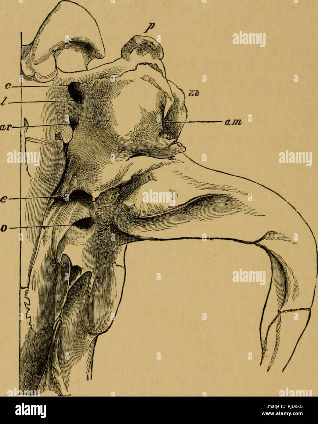 . The cat; an introduction to the study of backboned animals ...