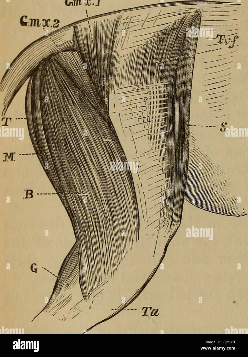 . The cat : an introduction to the study of backboned animals ...