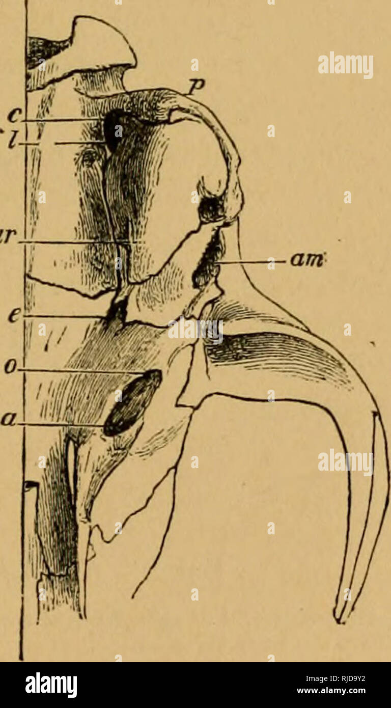 Condyloid Canal Occipital Bone