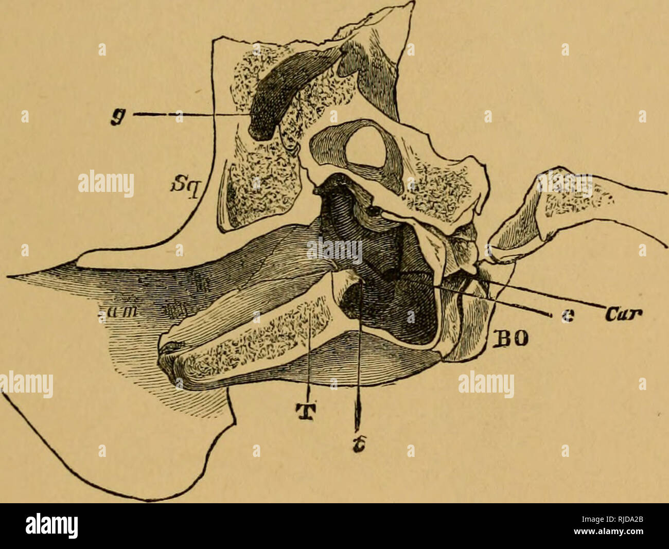 . The cat; an introduction to the study of backboned animals ...