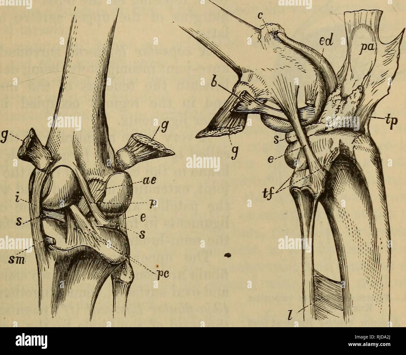 . The cat : an introduction to the study of backboned animals ...