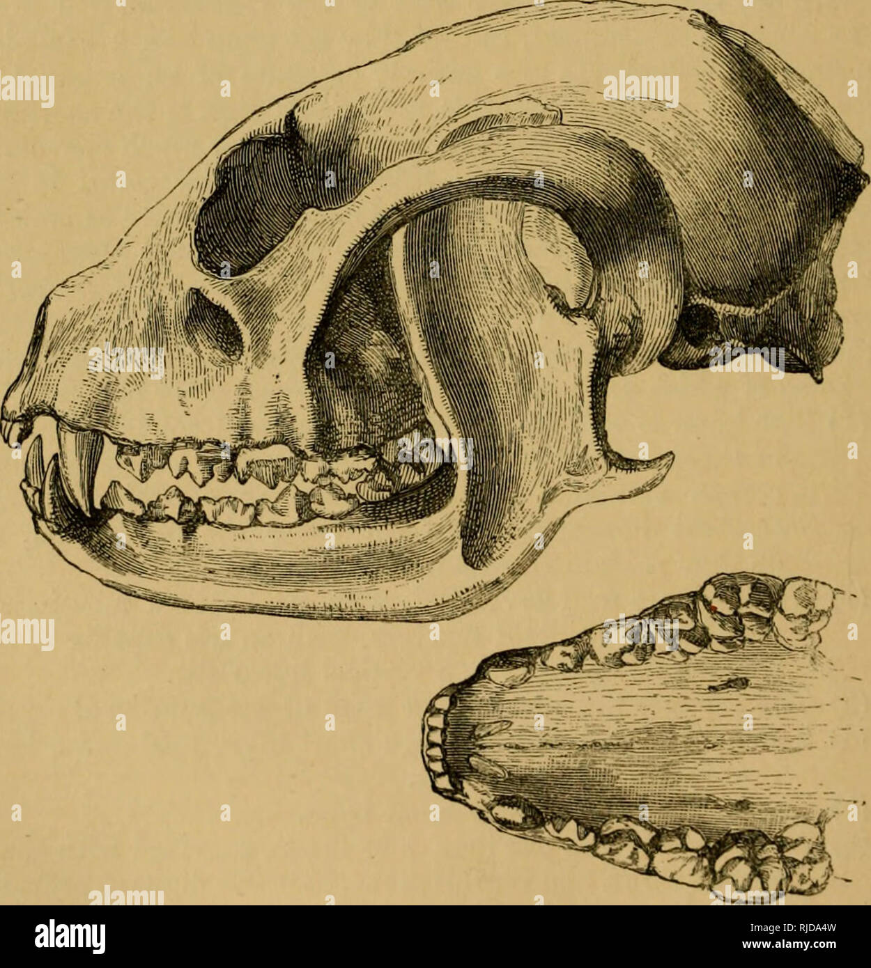 . The cat; an introduction to the study of backboned animals ...