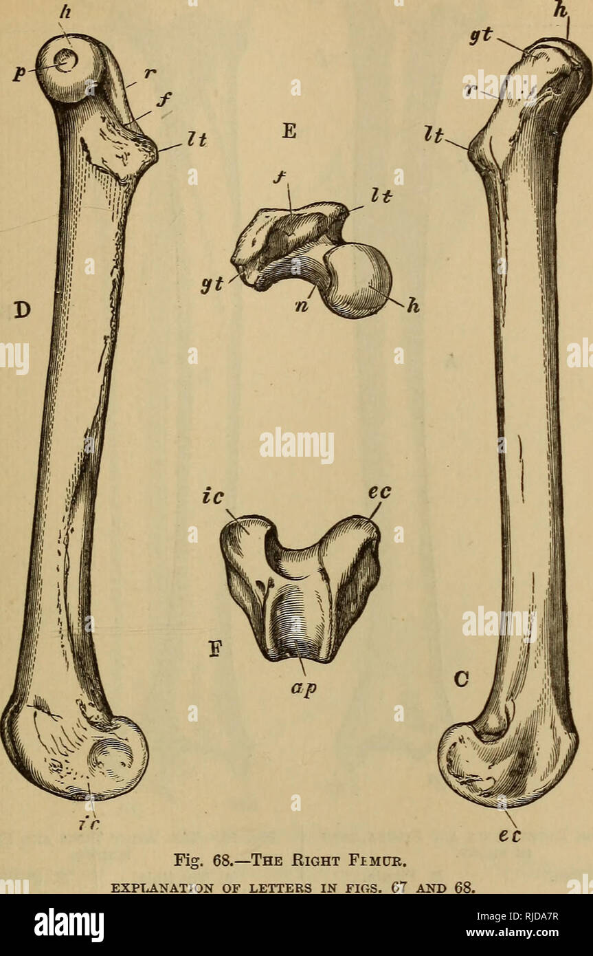 Trochanteric fossa of the femur hi-res stock photography and images - Alamy