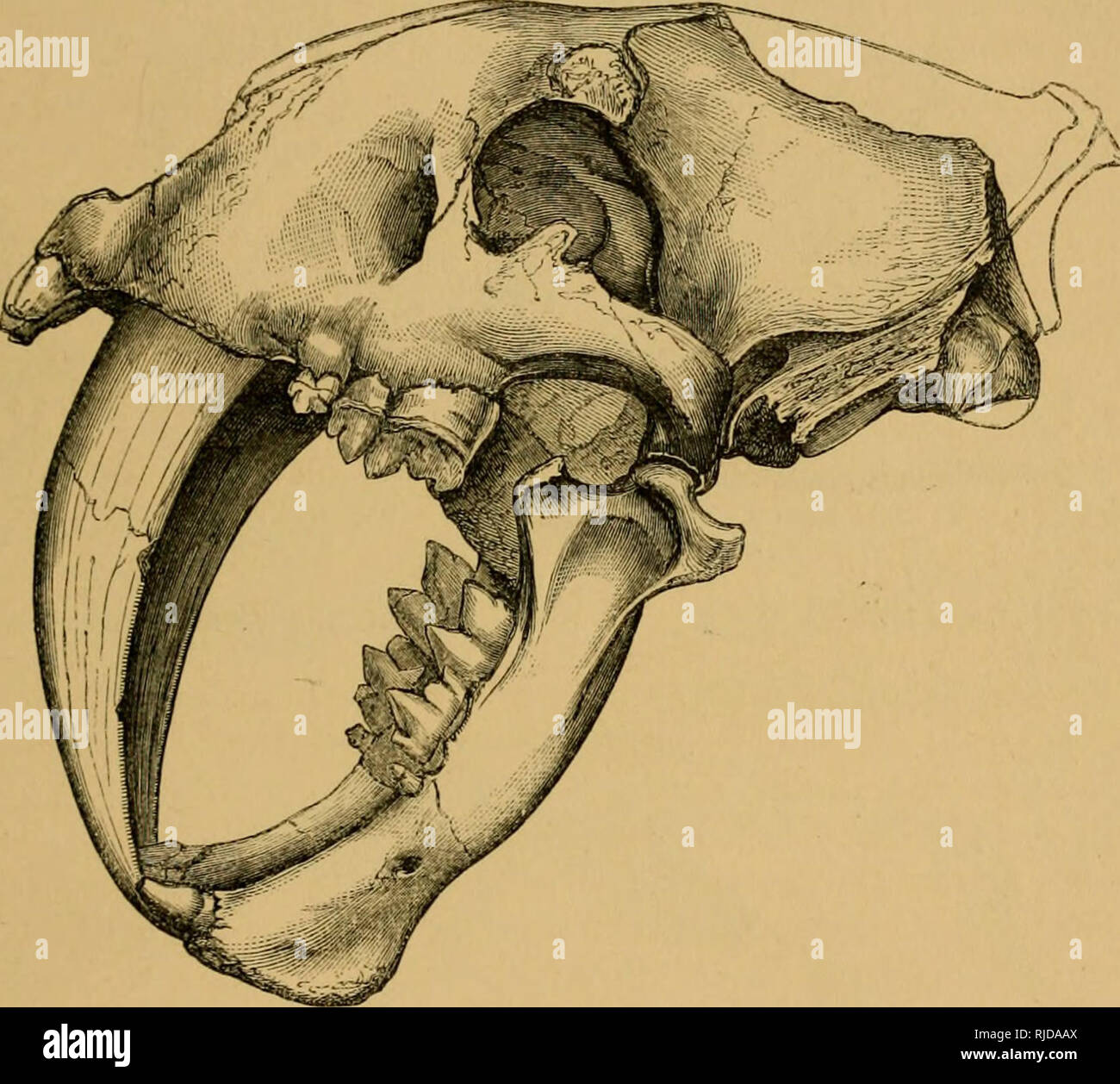. The cat; an introduction to the study of backboned animals ...