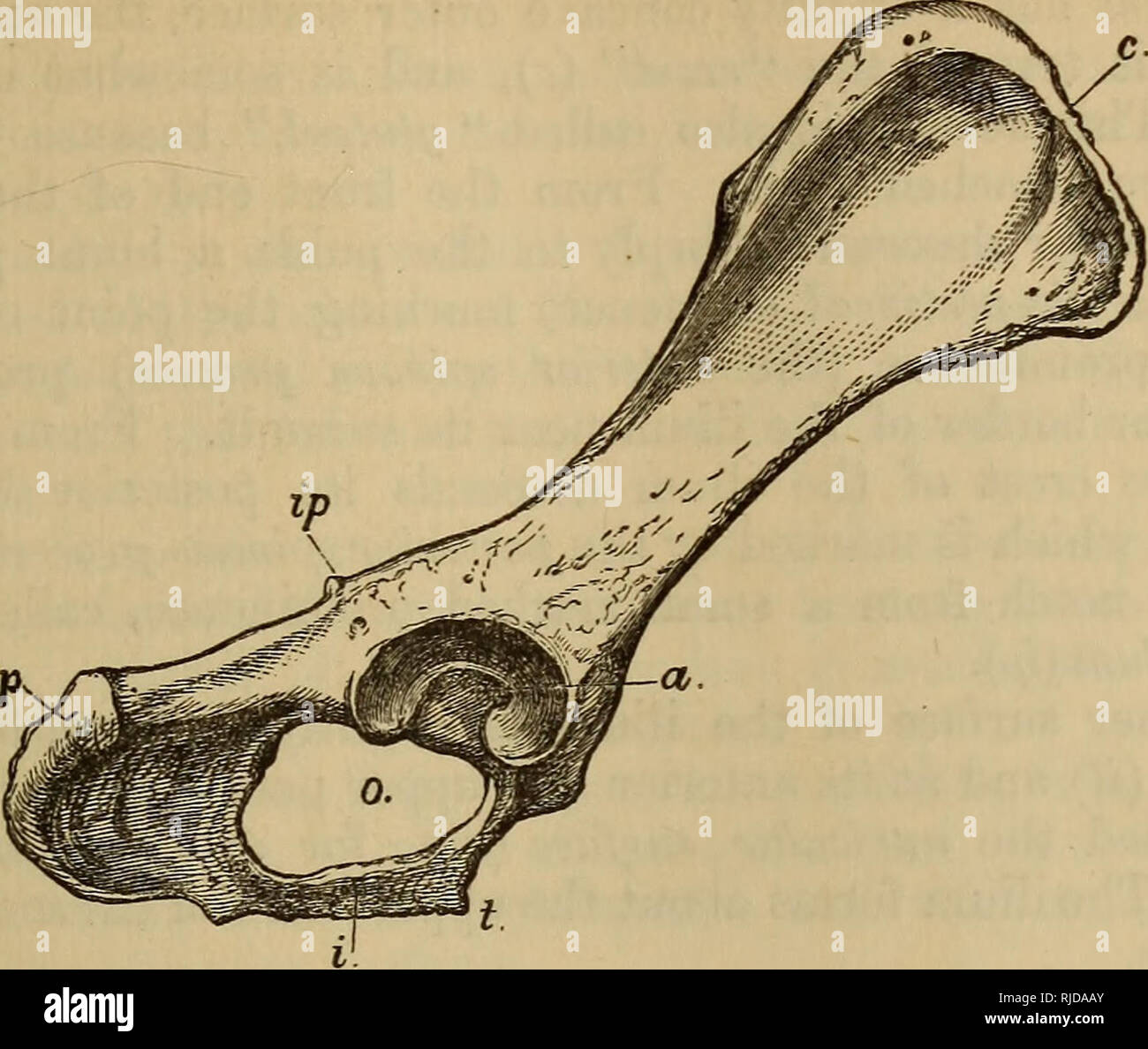 . The cat : an introduction to the study of backboned animals ...