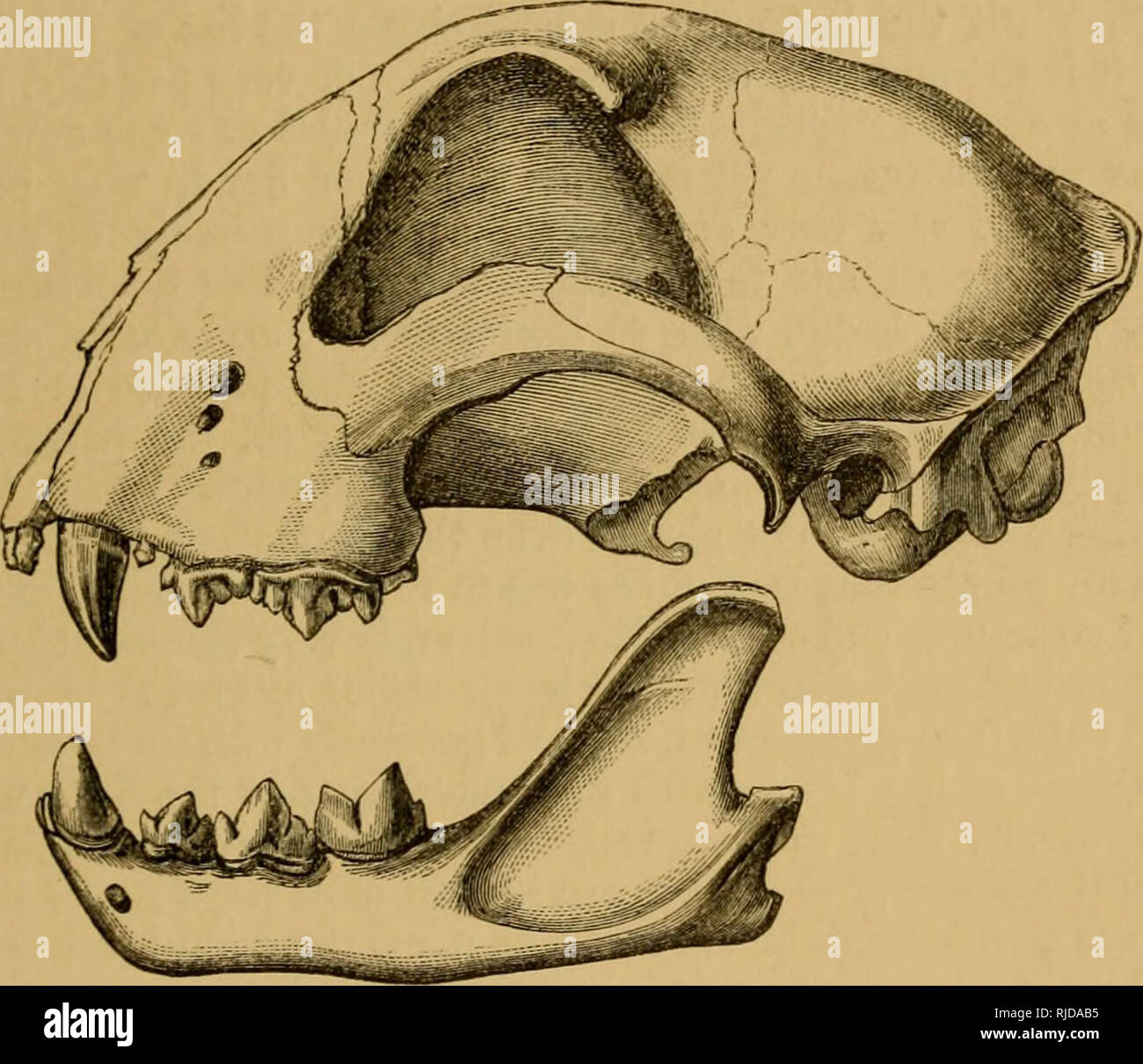 Skull different animals hi-res stock photography and images - Alamy