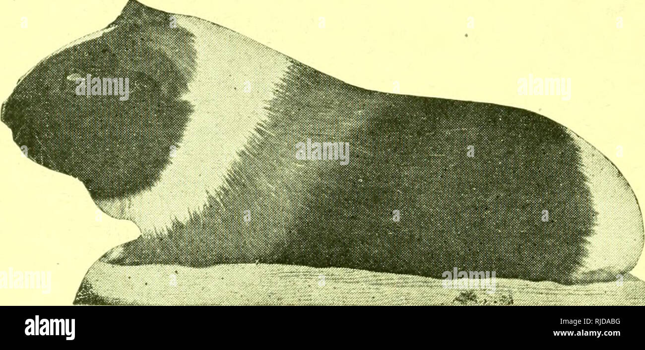 . Cavies, their varieties--how to feed, breed, condition and market ...