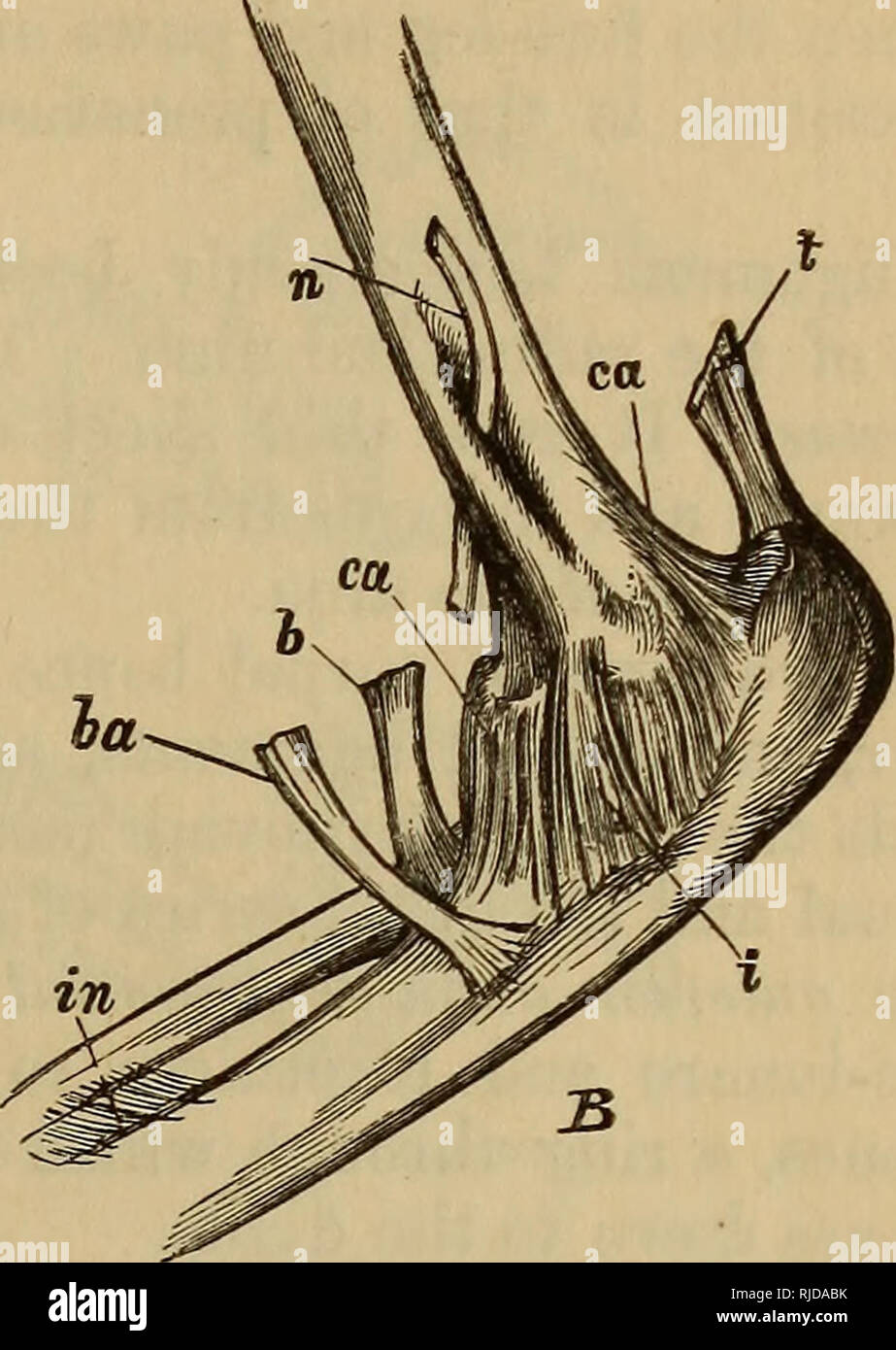 Right ulna bone hi-res stock photography and images - Alamy