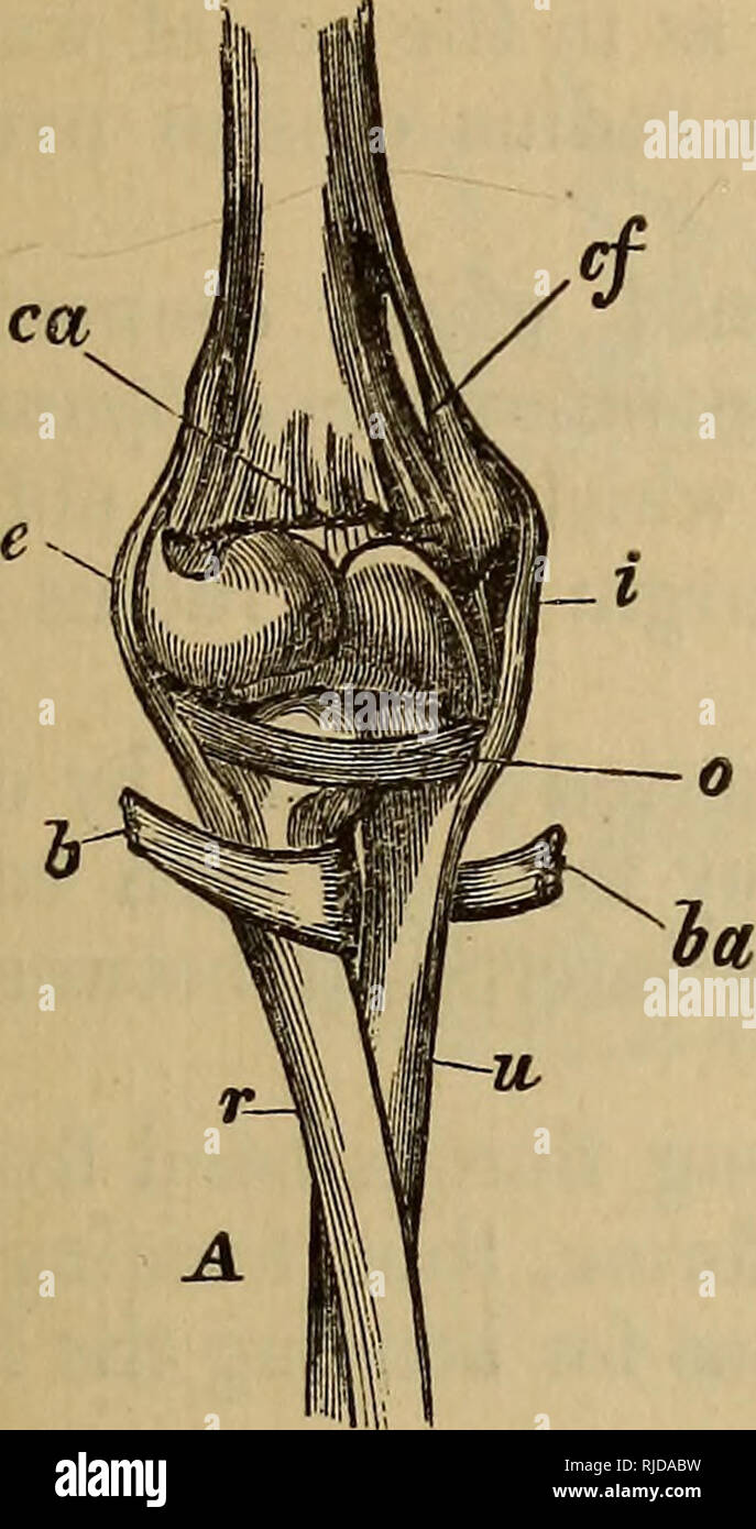 . The cat : an introduction to the study of backboned animals ...