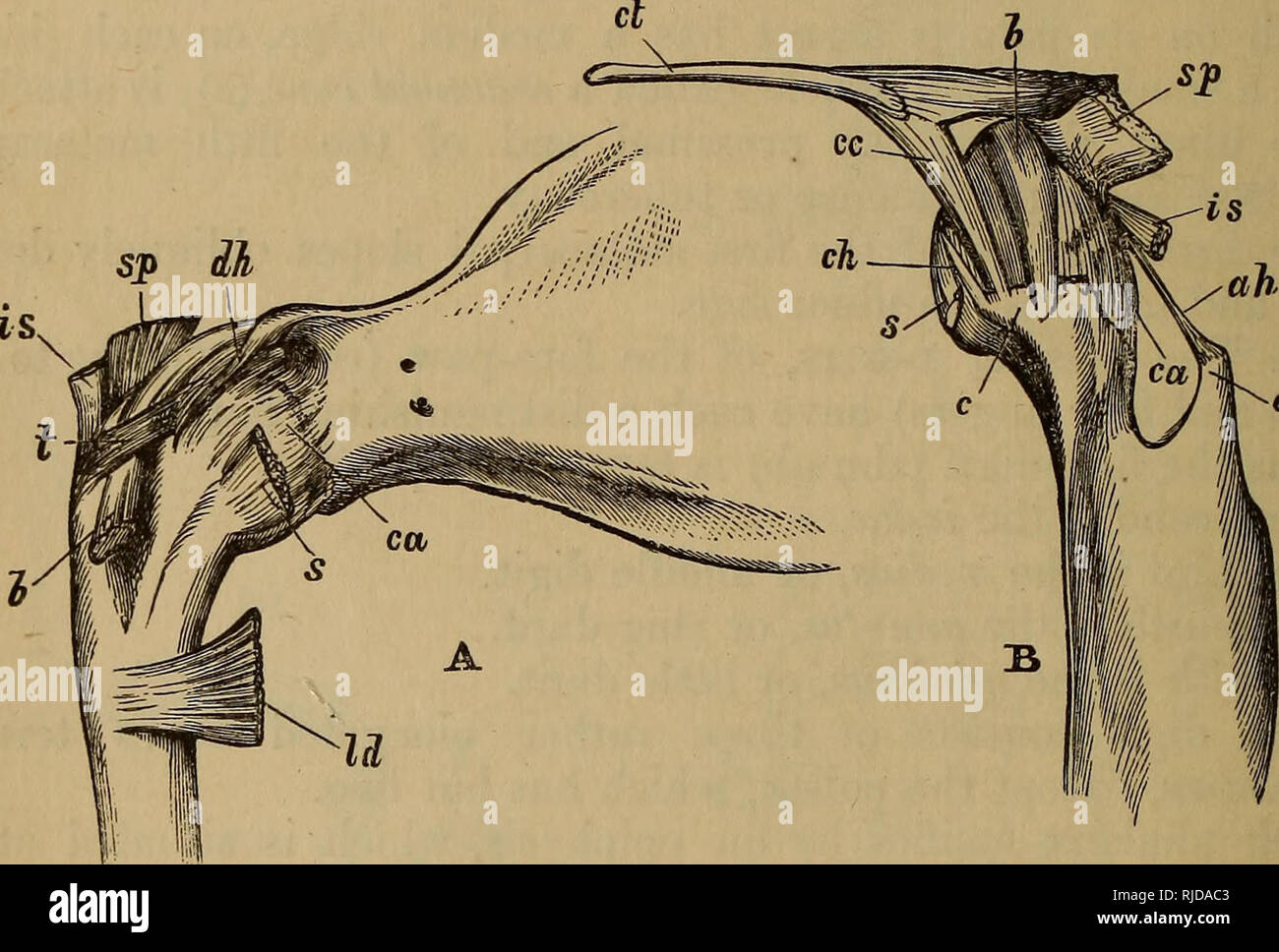 . The cat : an introduction to the study of backboned animals ...