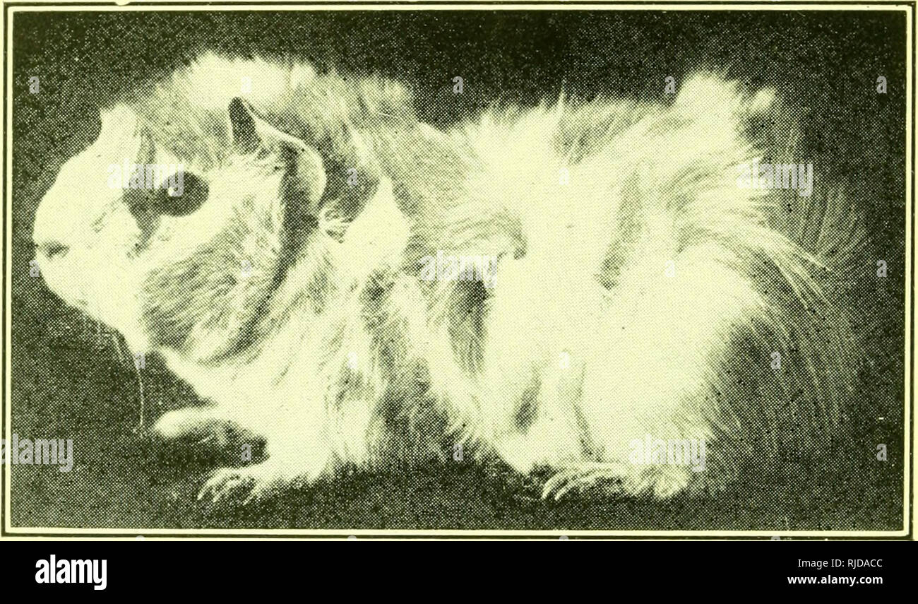 Abyssinian guinea pigs hi-res stock photography and images - Alamy