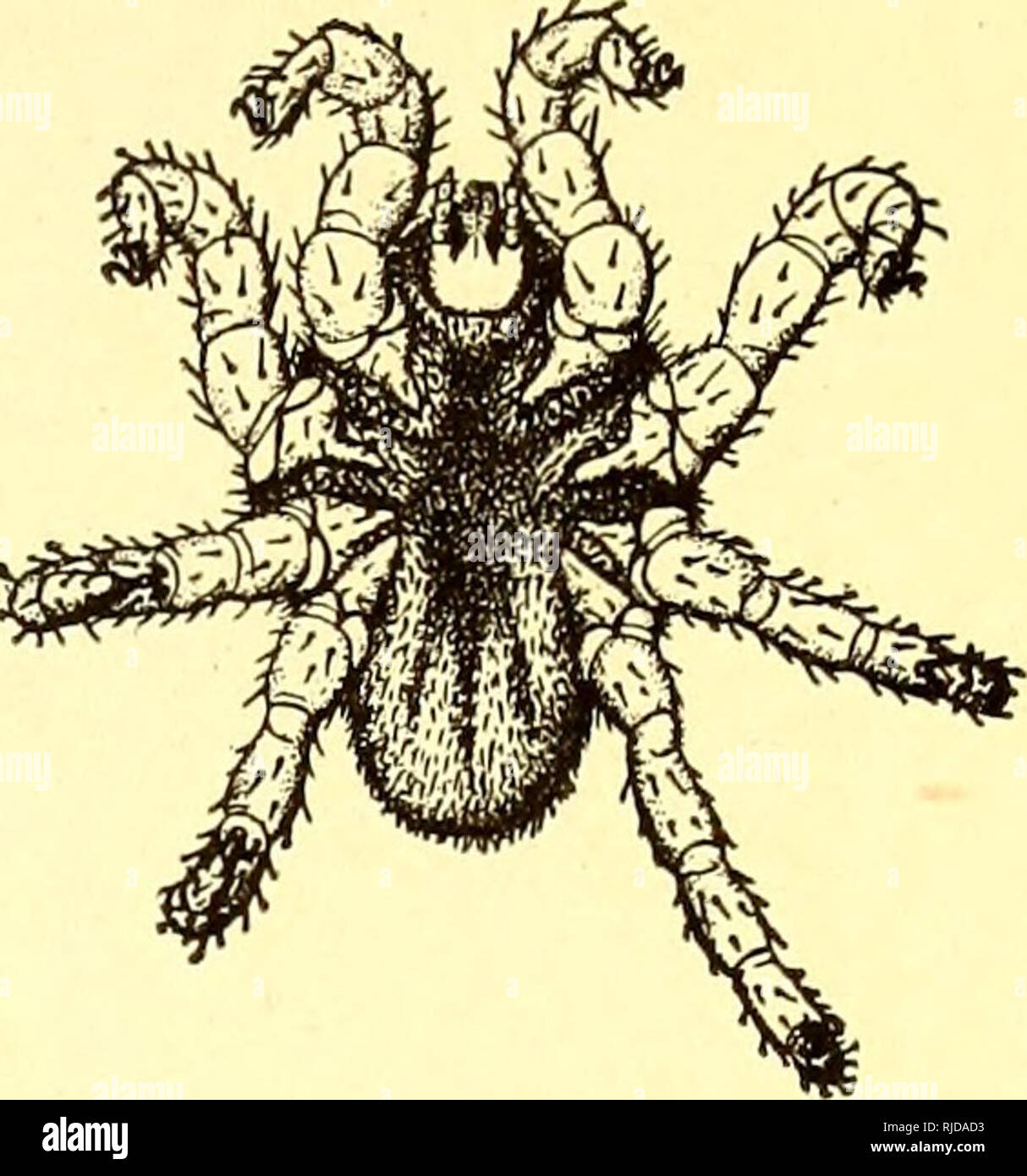 . Cattle ticks (Ixodoidea) of the United States. Ixodidae; Ticks ...