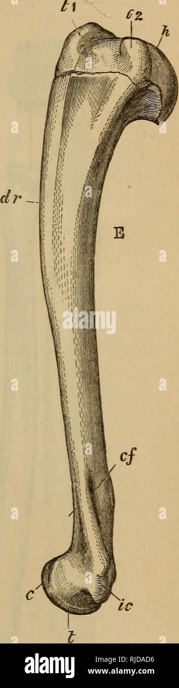 Muscular attachments hi-res stock photography and images - Alamy