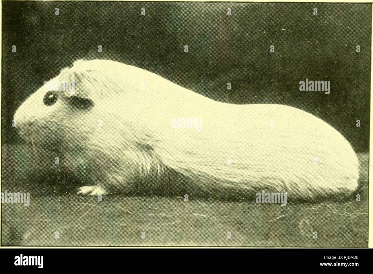 . Cavies, their varieties--how to feed, breed, condition and market ...