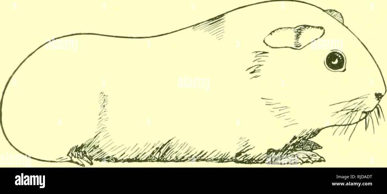 Silver agouti white hi-res stock photography and images - Alamy