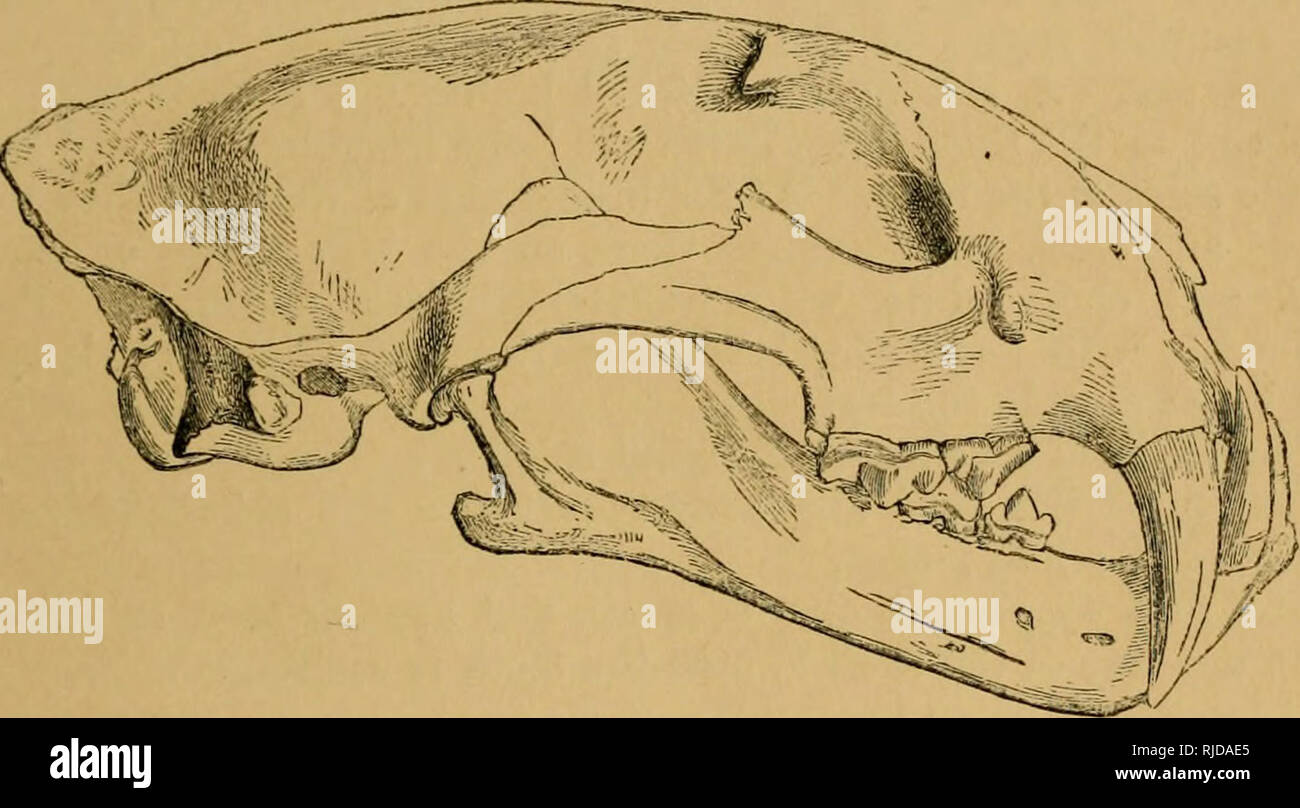 Two different animal limbs hi-res stock photography and images - Alamy