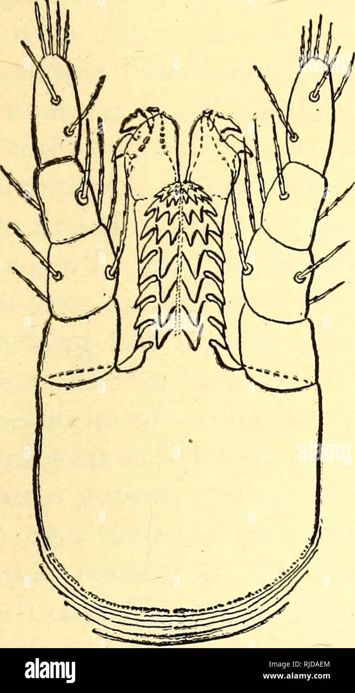 . Cattle ticks (Ixodoidea) of the United States. Ixodidae; Ticks ...