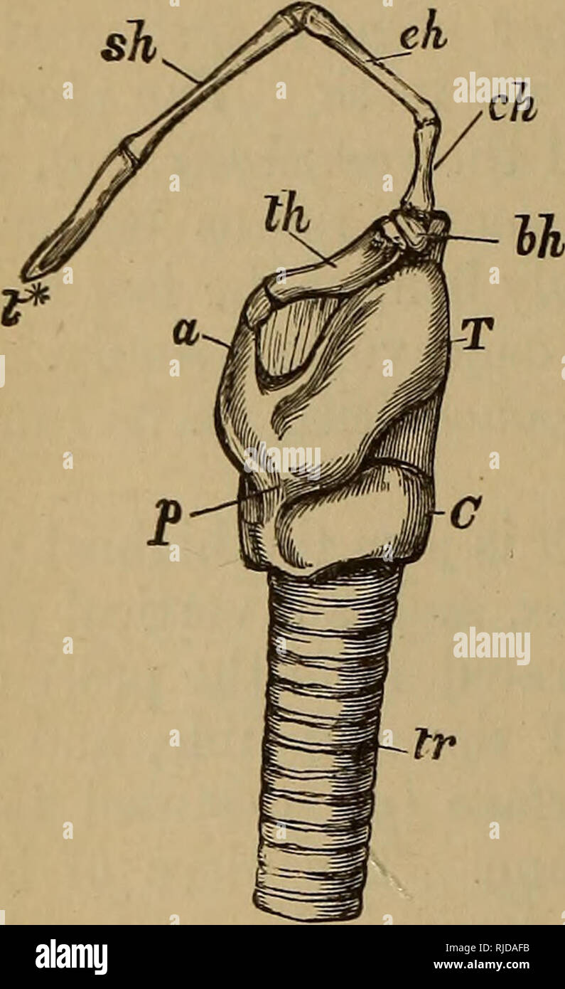 . The cat : an introduction to the study of backboned animals ...