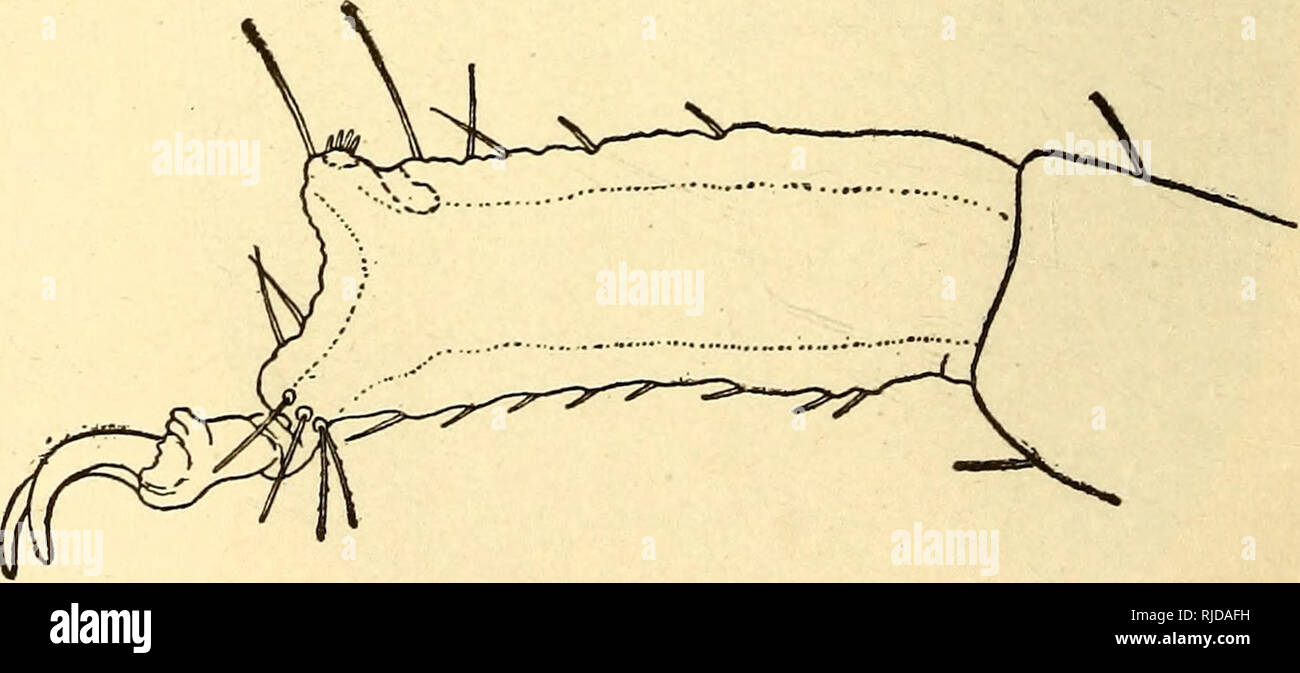 . Cattle ticks (Ixodoidea) of the United States. Ixodidae; Ticks. Fig ...