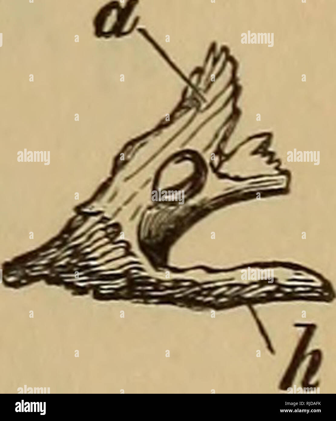 . The cat : an introduction to the study of backboned animals ...