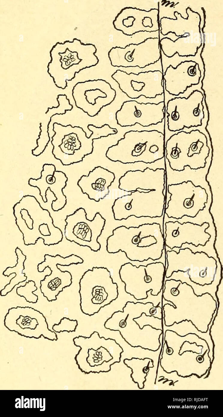 Proximal tibia hi-res stock photography and images - Alamy