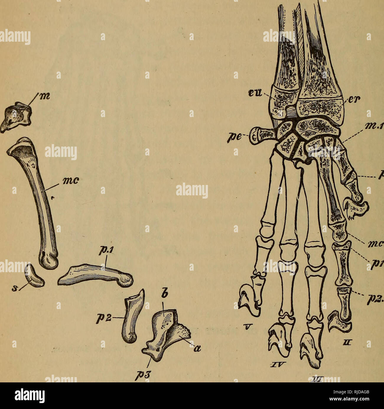 . The cat : an introduction to the study of backboned animals ...