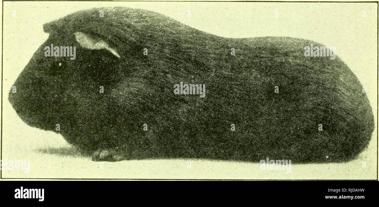 . Cavies, their varieties--how to feed, breed, condition and market ...