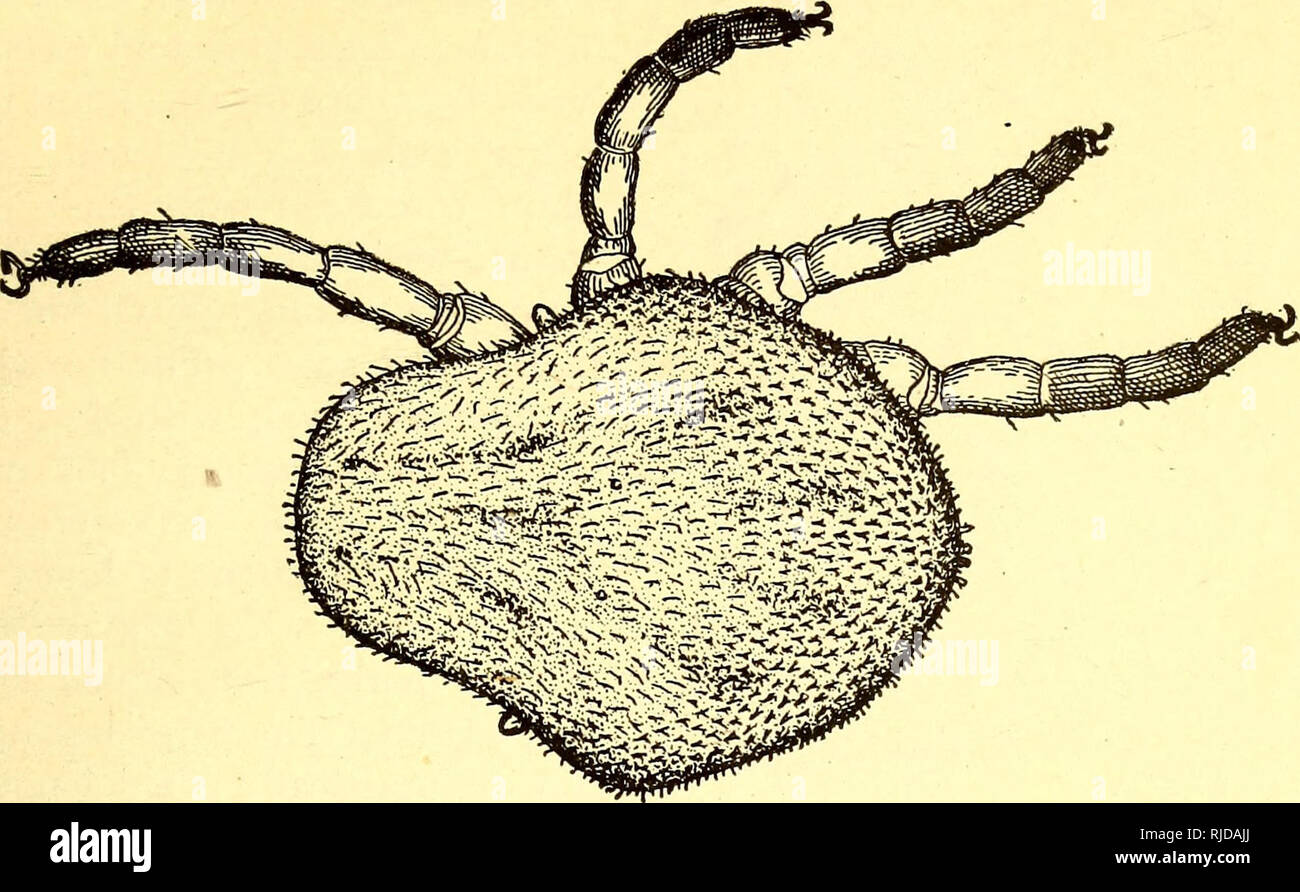 . Cattle ticks (Ixodoidea) of the United States. Ixodidae; Ticks. 409 ...