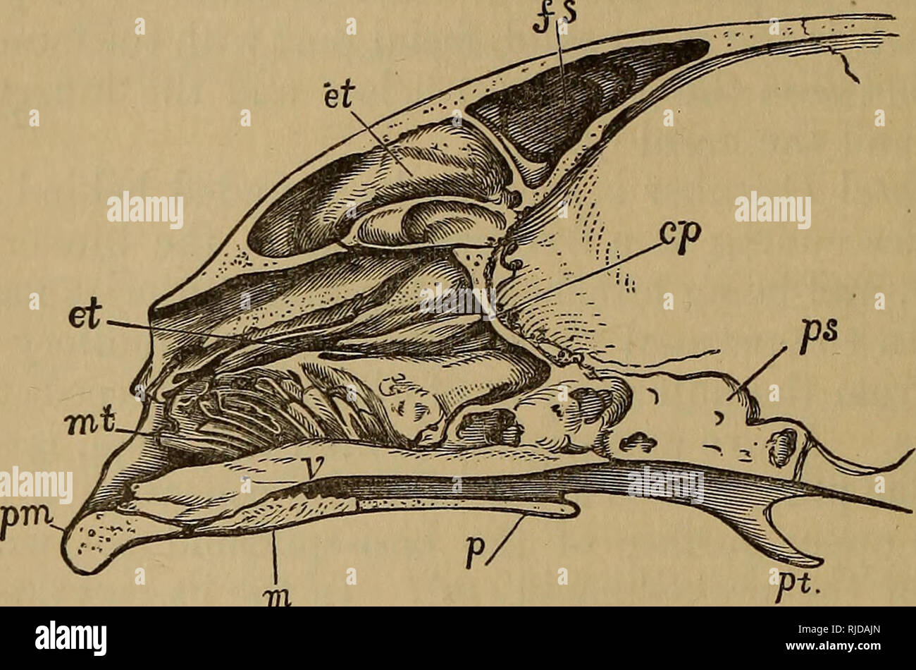 . The cat : an introduction to the study of backboned animals ...