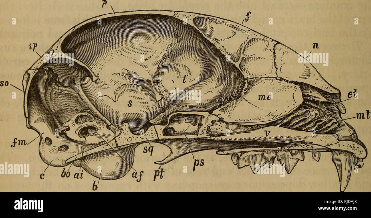 Cat skull angles hi-res stock photography and images - Alamy