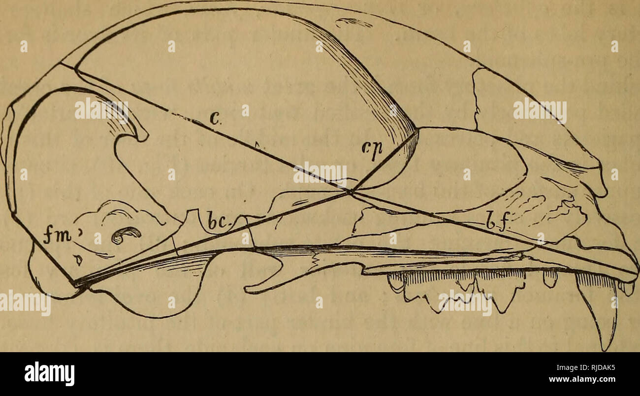 . The cat : an introduction to the study of backboned animals ...