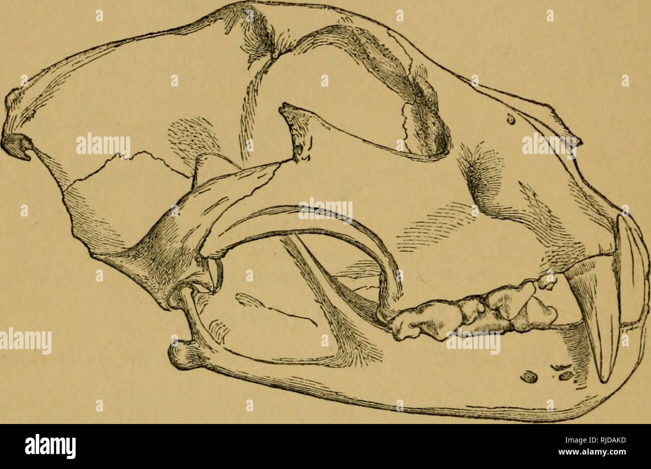 . The cat; an introduction to the study of backboned animals ...