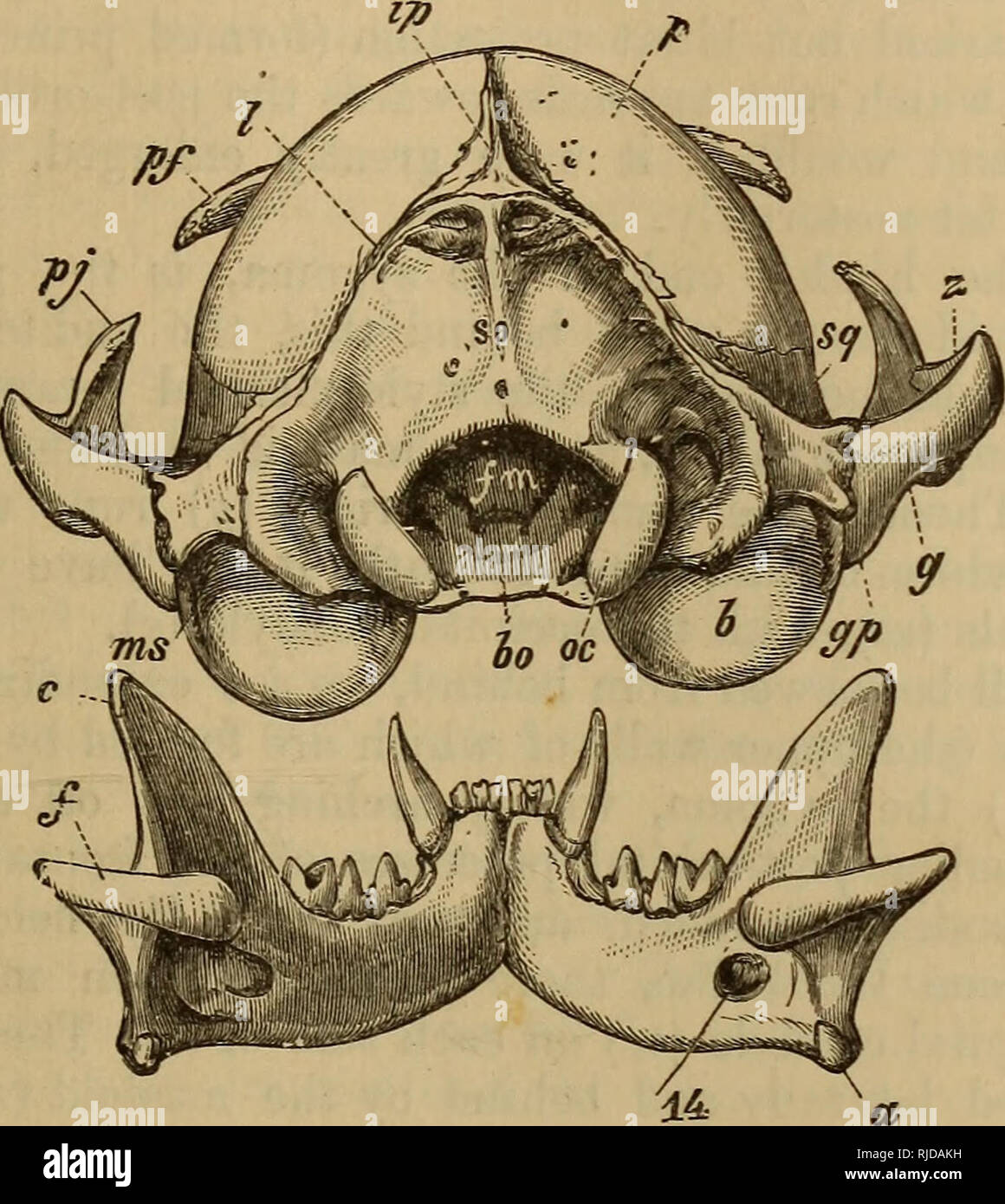Coronoid Process Cat Skull
