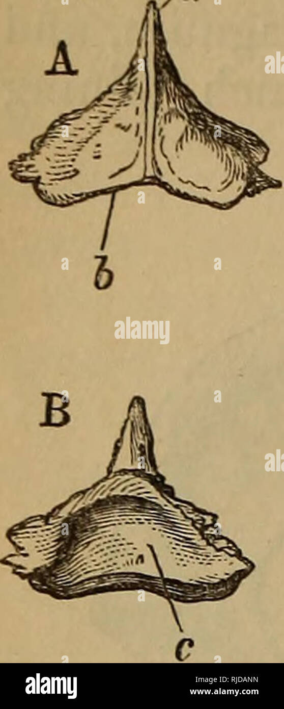 . The cat : an introduction to the study of backboned animals ...