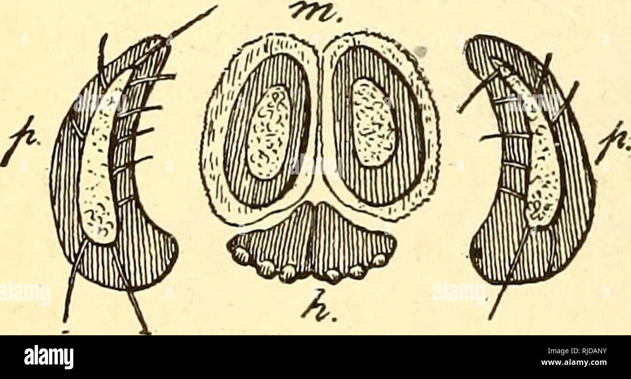 . Cattle ticks (Ixodoidea) of the United States. Ixodidae; Ticks. Fig ...