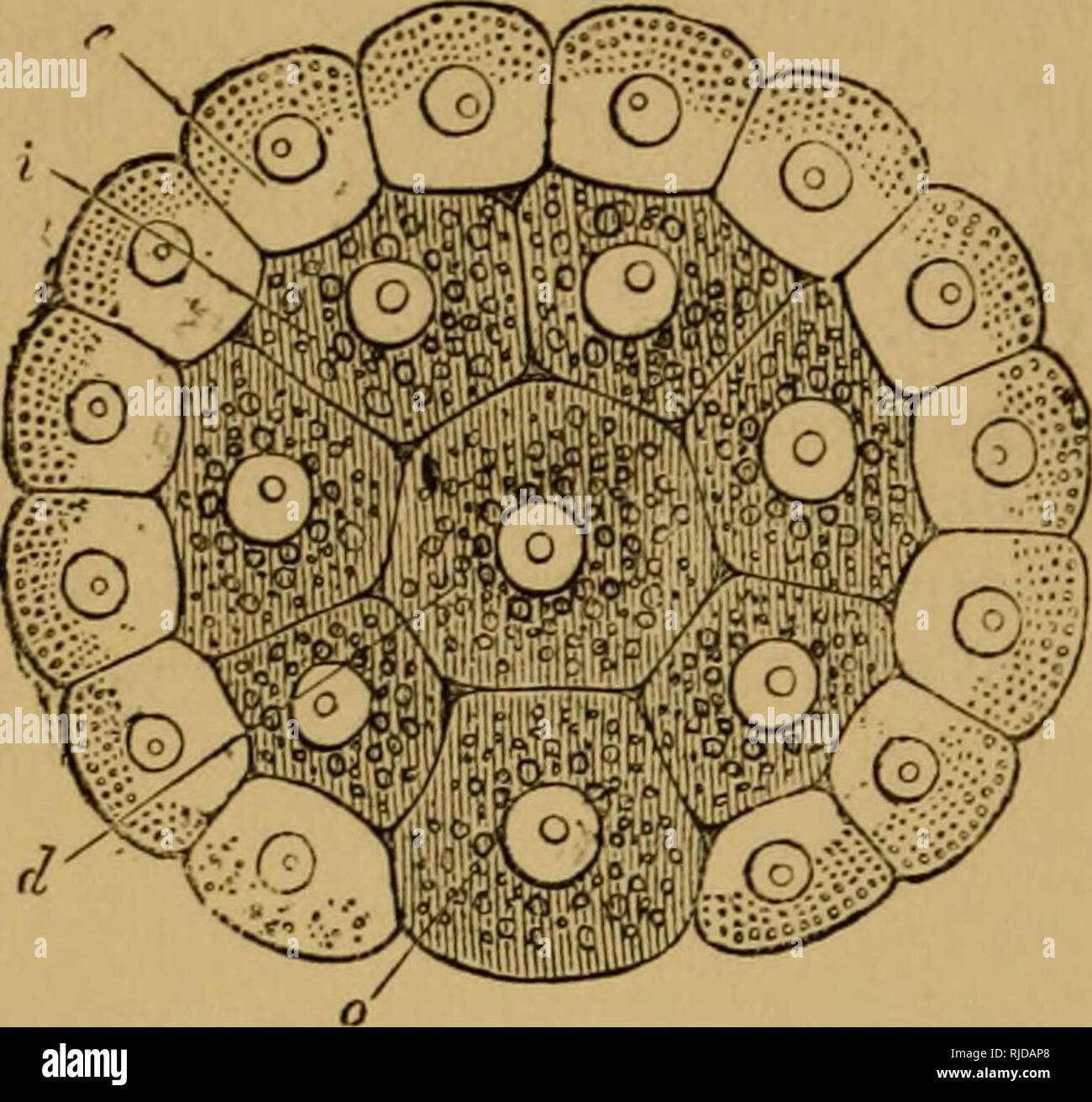 . The cat; an introduction to the study of backboned animals ...