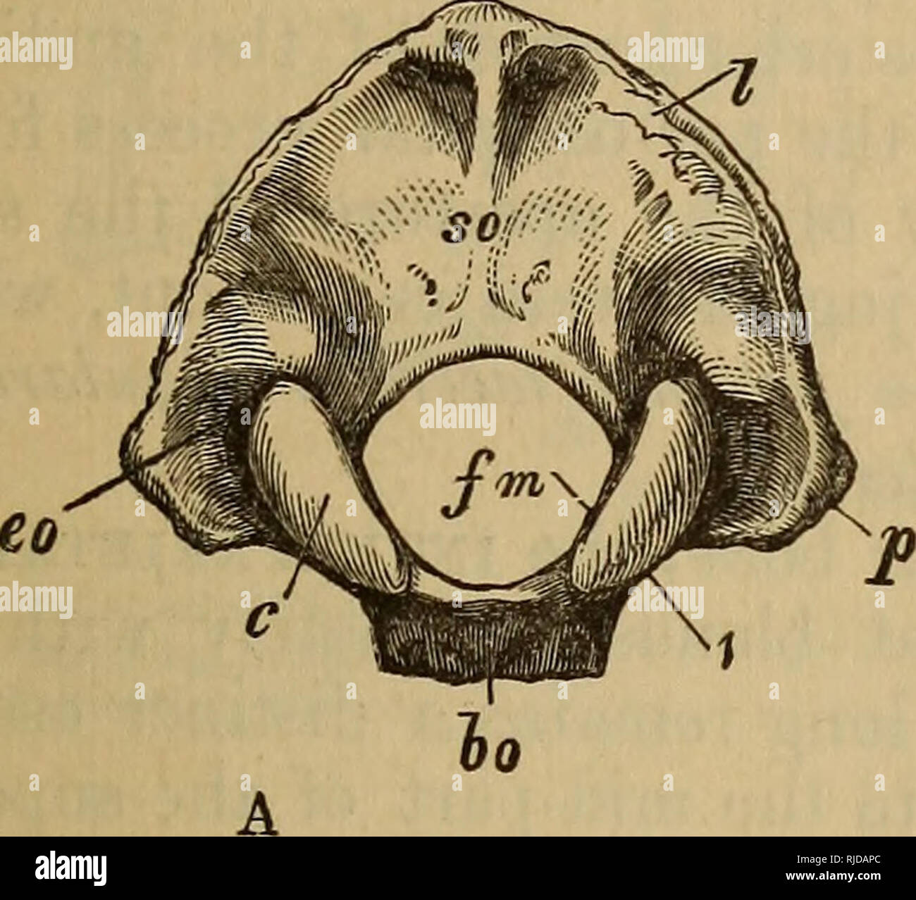 Hyoid bone in a cat hi-res stock photography and images - Alamy