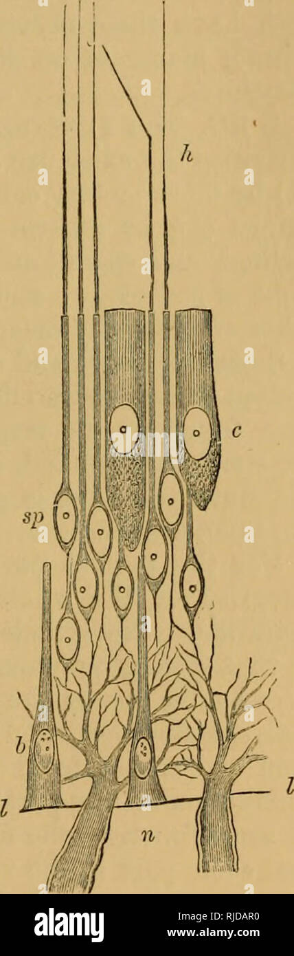 Structure of the organ of corti hi-res stock photography and images - Alamy