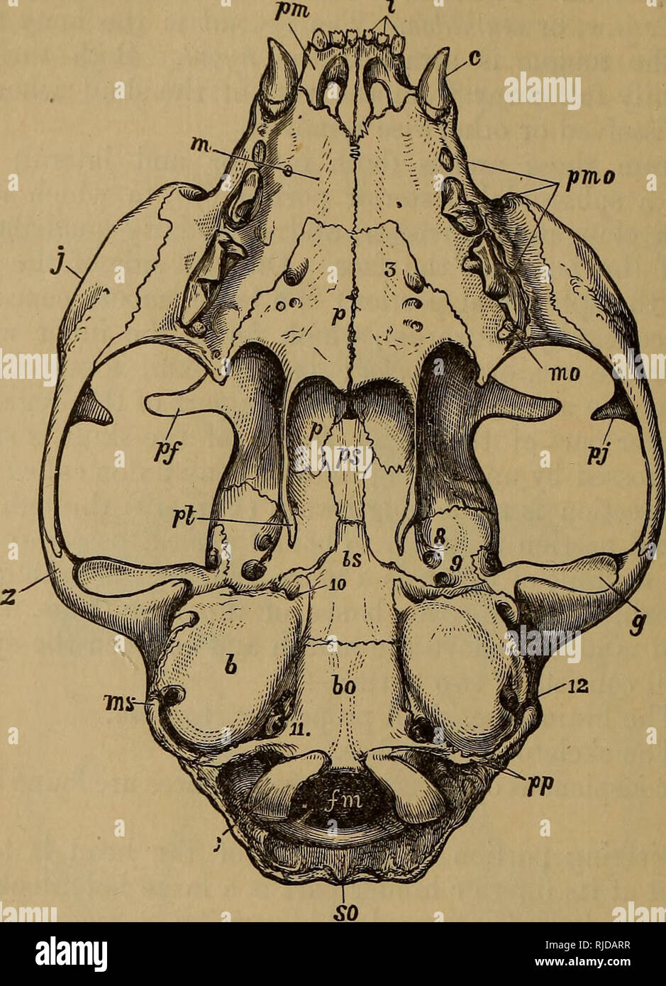. The cat : an introduction to the study of backboned animals ...
