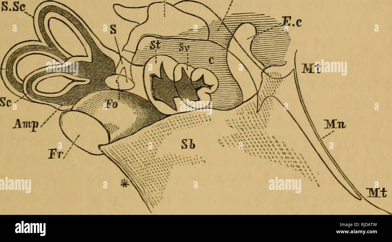 Cat anatomy ear hi-res stock photography and images - Alamy