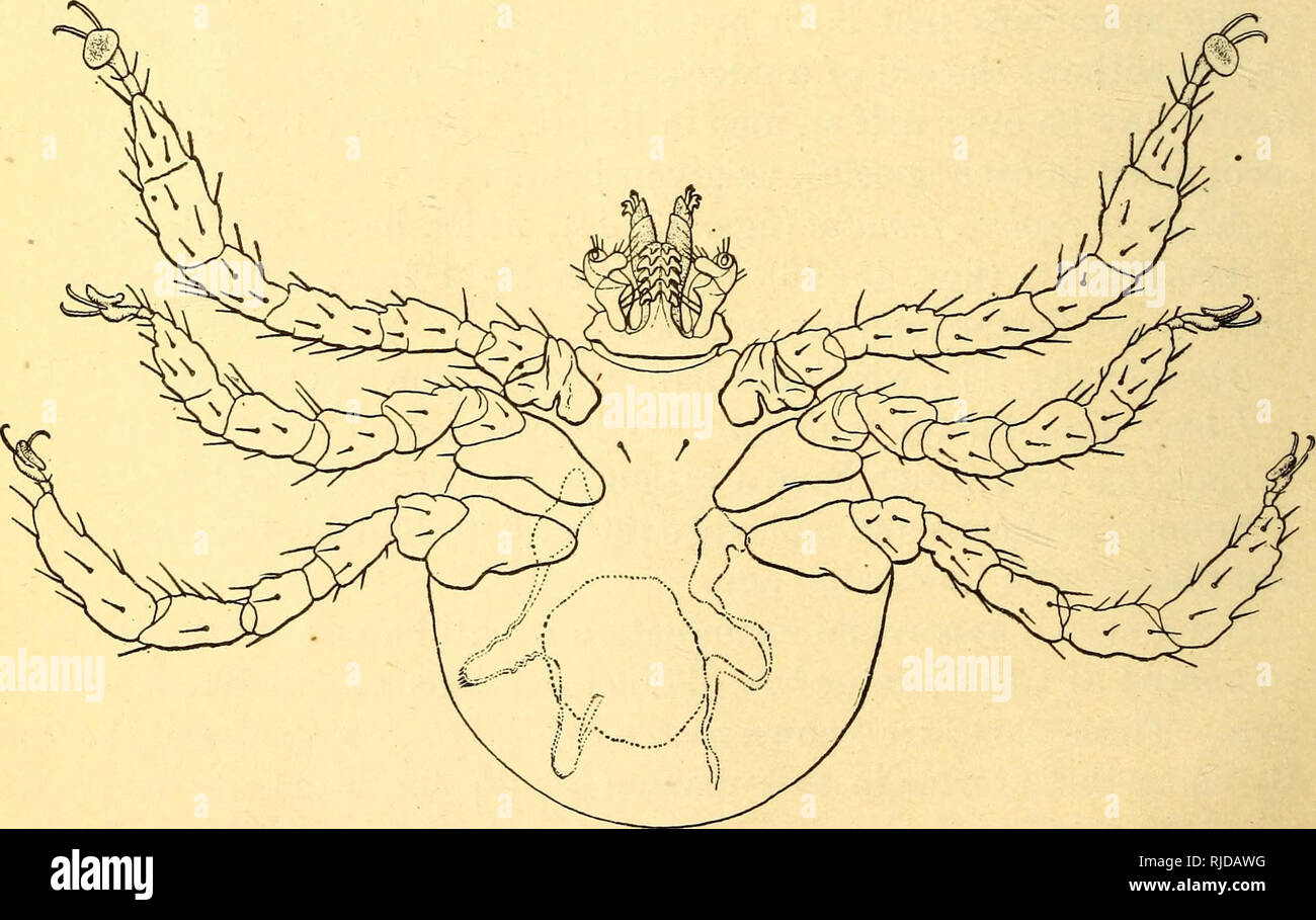 . Cattle ticks (Ixodoidea) of the United States. Ixodidae; Ticks. Fig ...