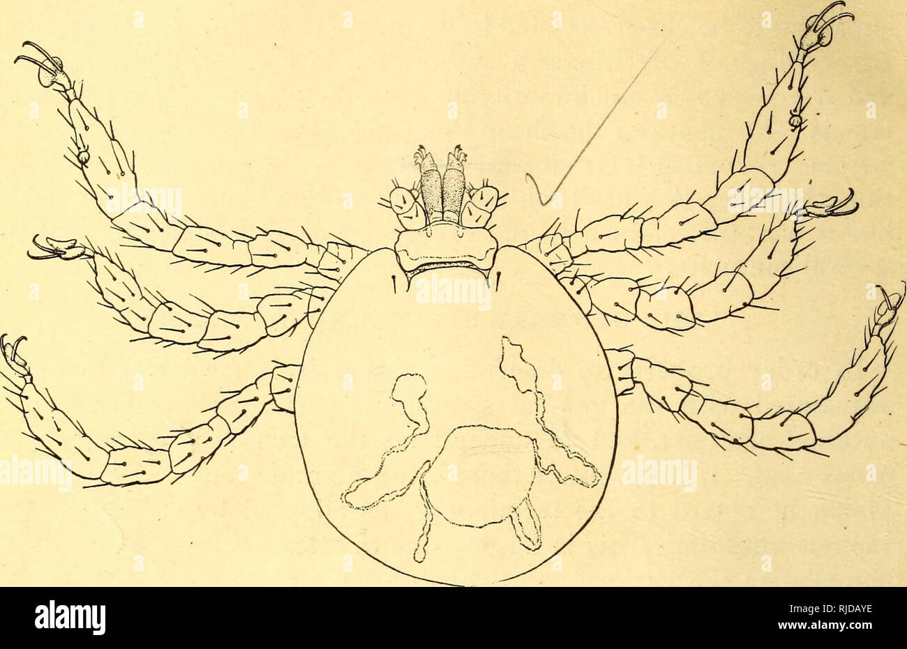 . Cattle ticks (Ixodoidea) of the United States. Ixodidae; Ticks. 388 ...