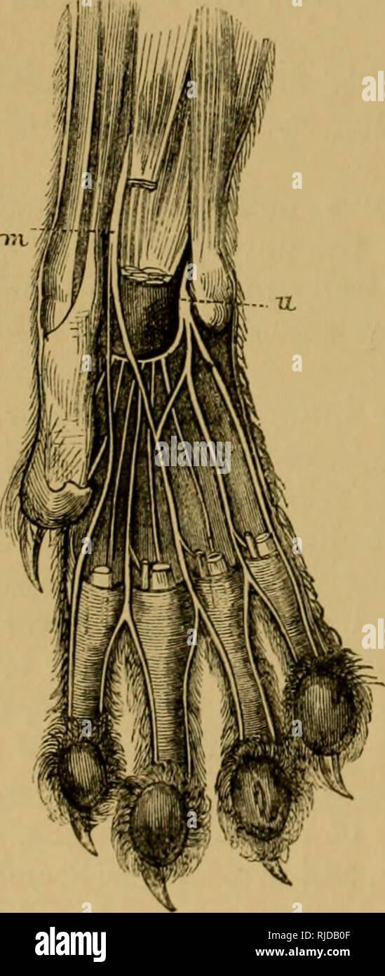 Cat Dissection Arteries Model