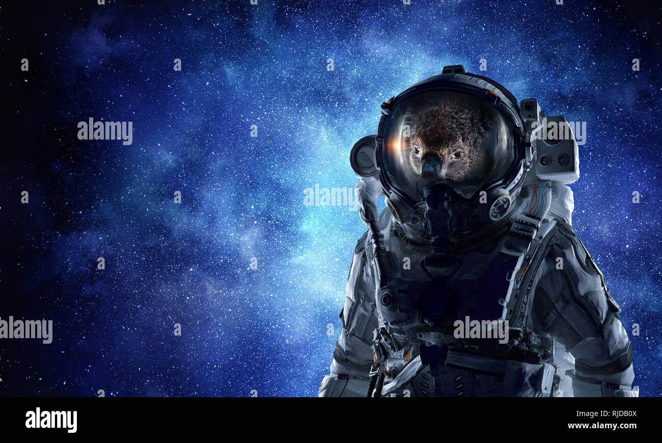 Astronaut koala wearing space suit against starry sky. Mixed media ...