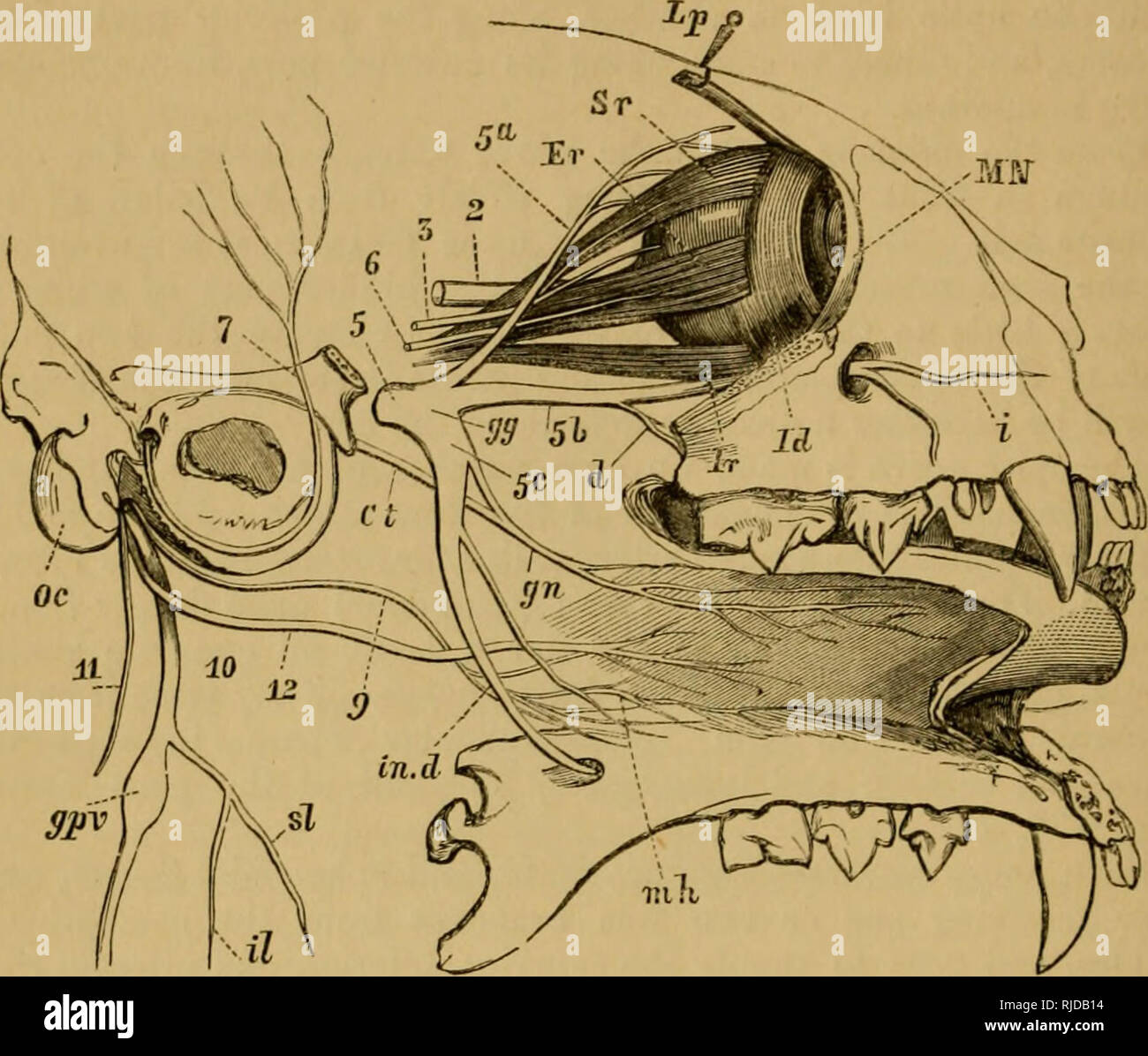 Sternothyroid Muscle Cat