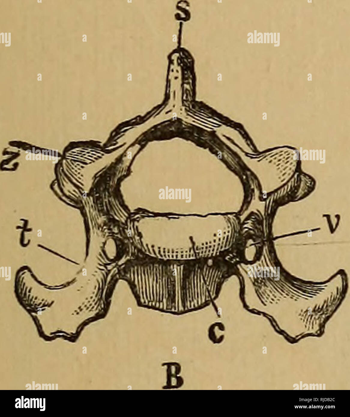 . The cat : an introduction to the study of backboned animals ...